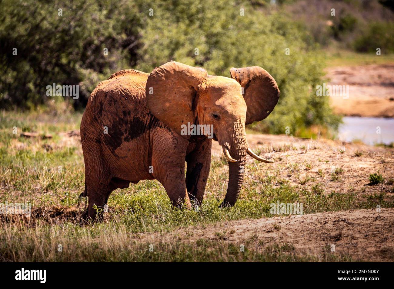 Loxodonta africana on safari taken in tsavo west national park hi-res ...