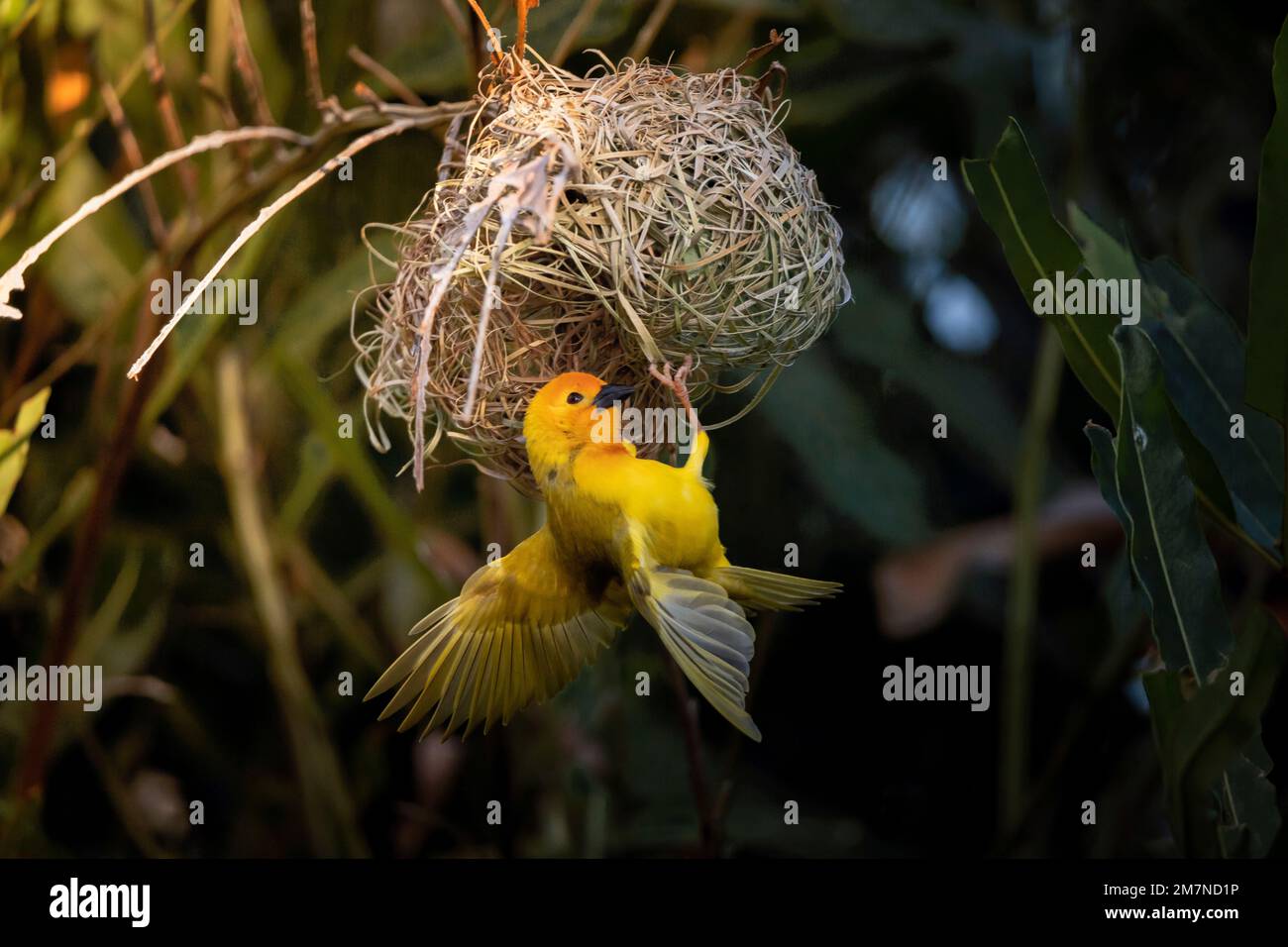 Weaver bird, golden weaver Golden weaver (Ploceus subaureus, with open ...
