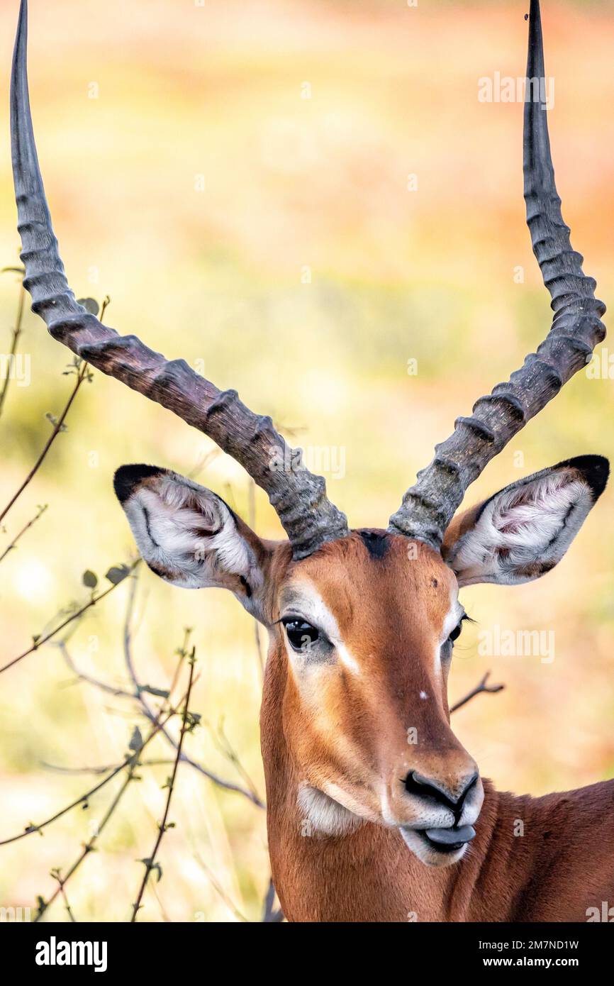 African springbok, Antidorcas marsupialis, portrait, safari, Tsafo ...