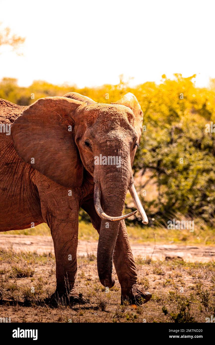 Red elephant, in the savannah of Tsavo West National Park, Kenya ...