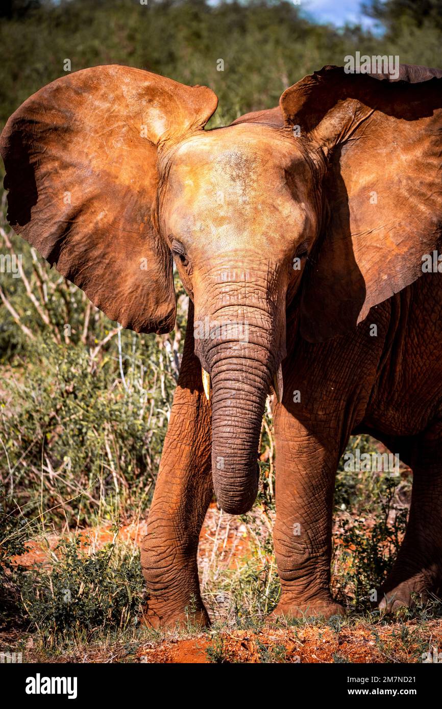 Red elephant, in the savannah of Tsavo West National Park, Kenya ...