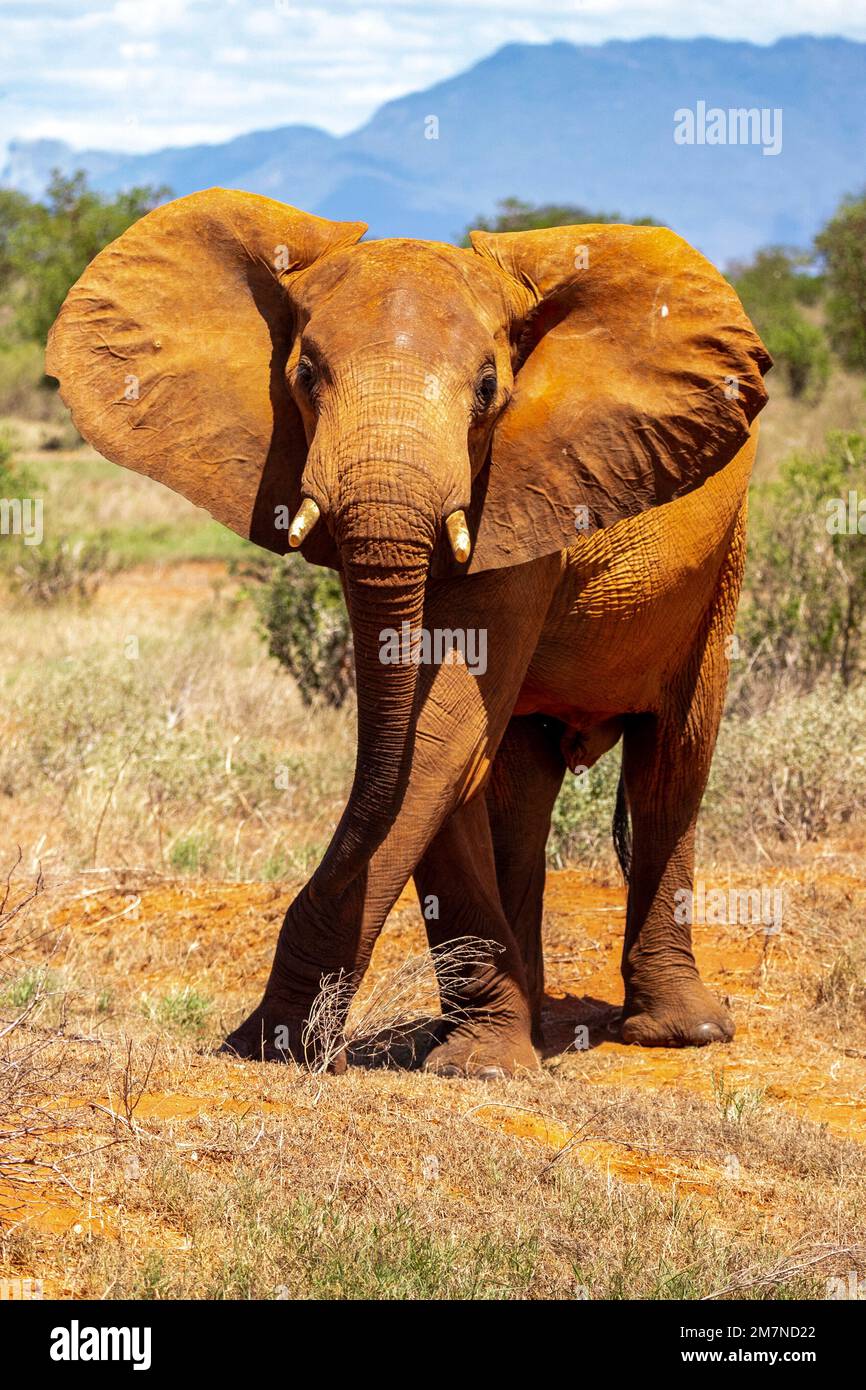 Red elephant, in the savannah of Tsavo West National Park, Kenya ...