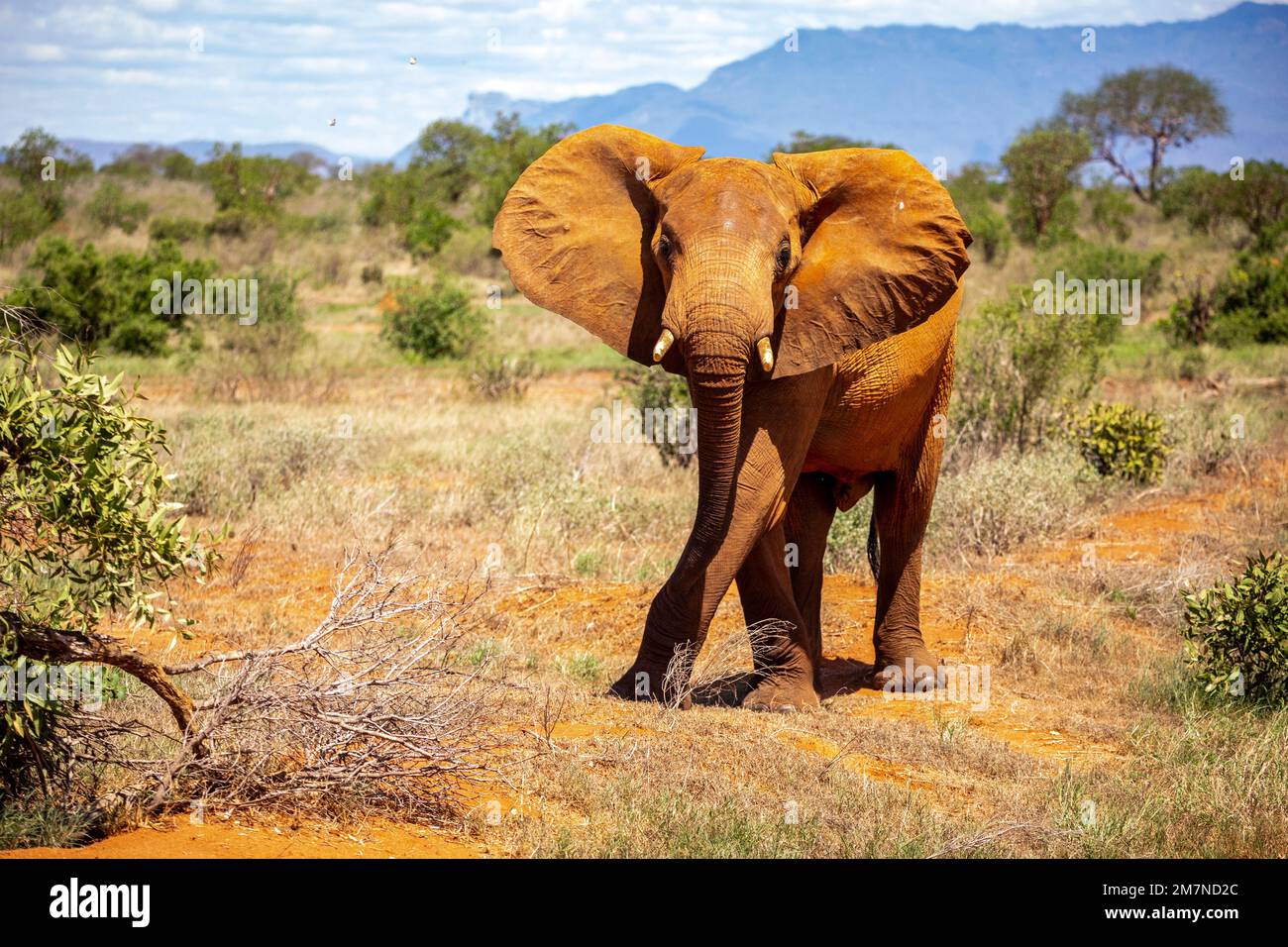 Red elephant, in the savannah of Tsavo West National Park, Kenya ...