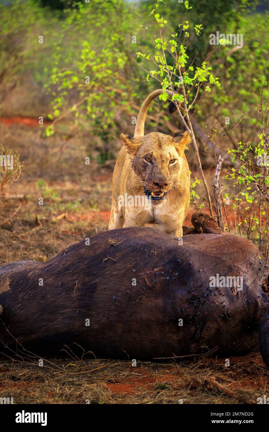 Lion chasing water buffalo hi-res stock photography and images - Alamy