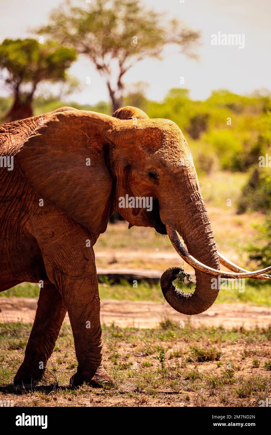 Red African Elephant, Loxodonta africana on safari taken in Tsavo West ...