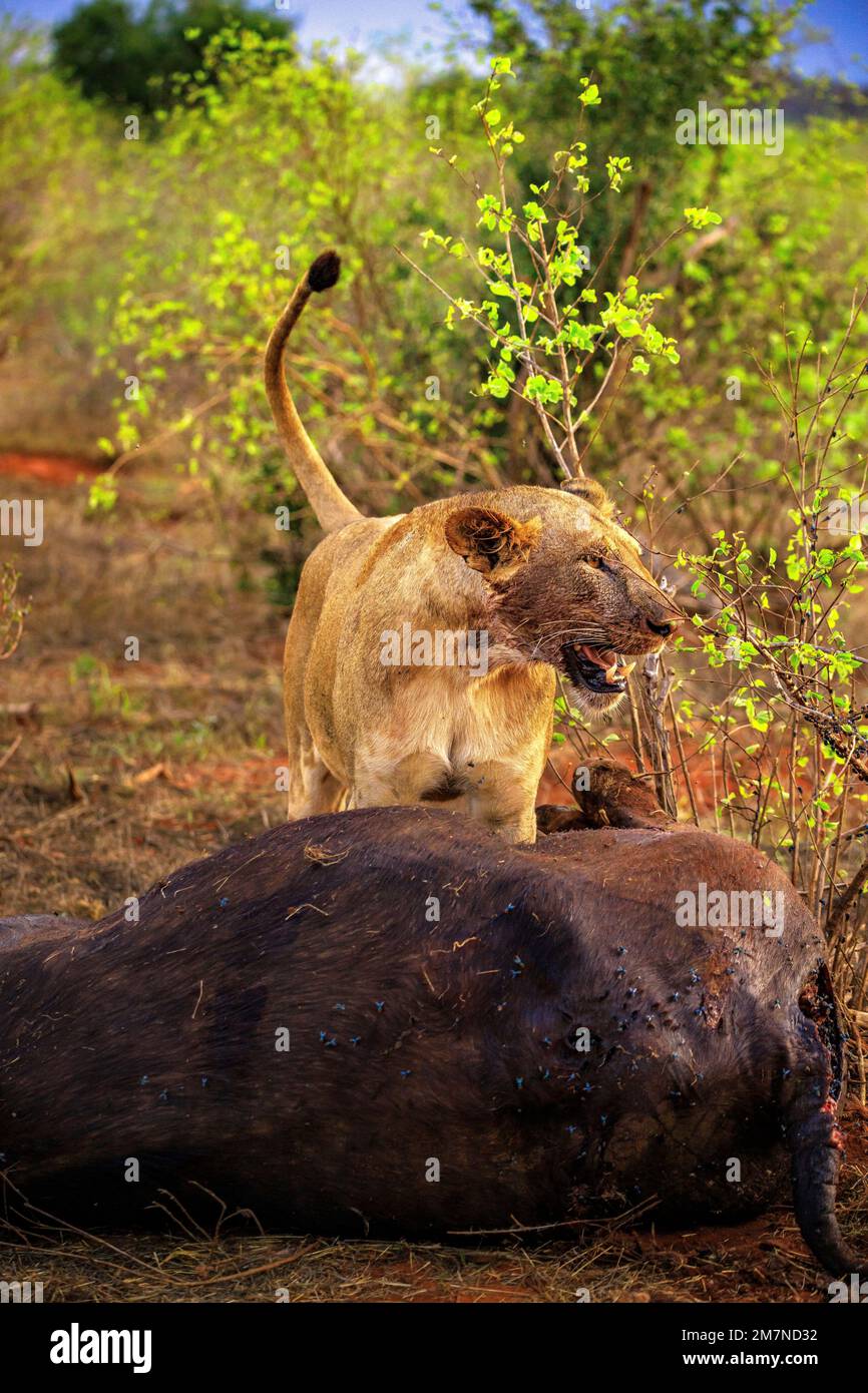Lion chasing water buffalo hi-res stock photography and images - Alamy