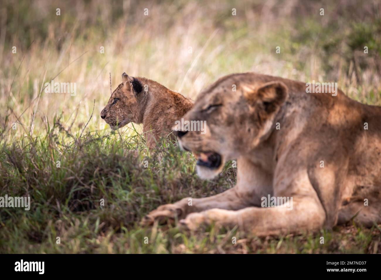 Lion family, lions in the grass of the savannah. Taken on a safari ...