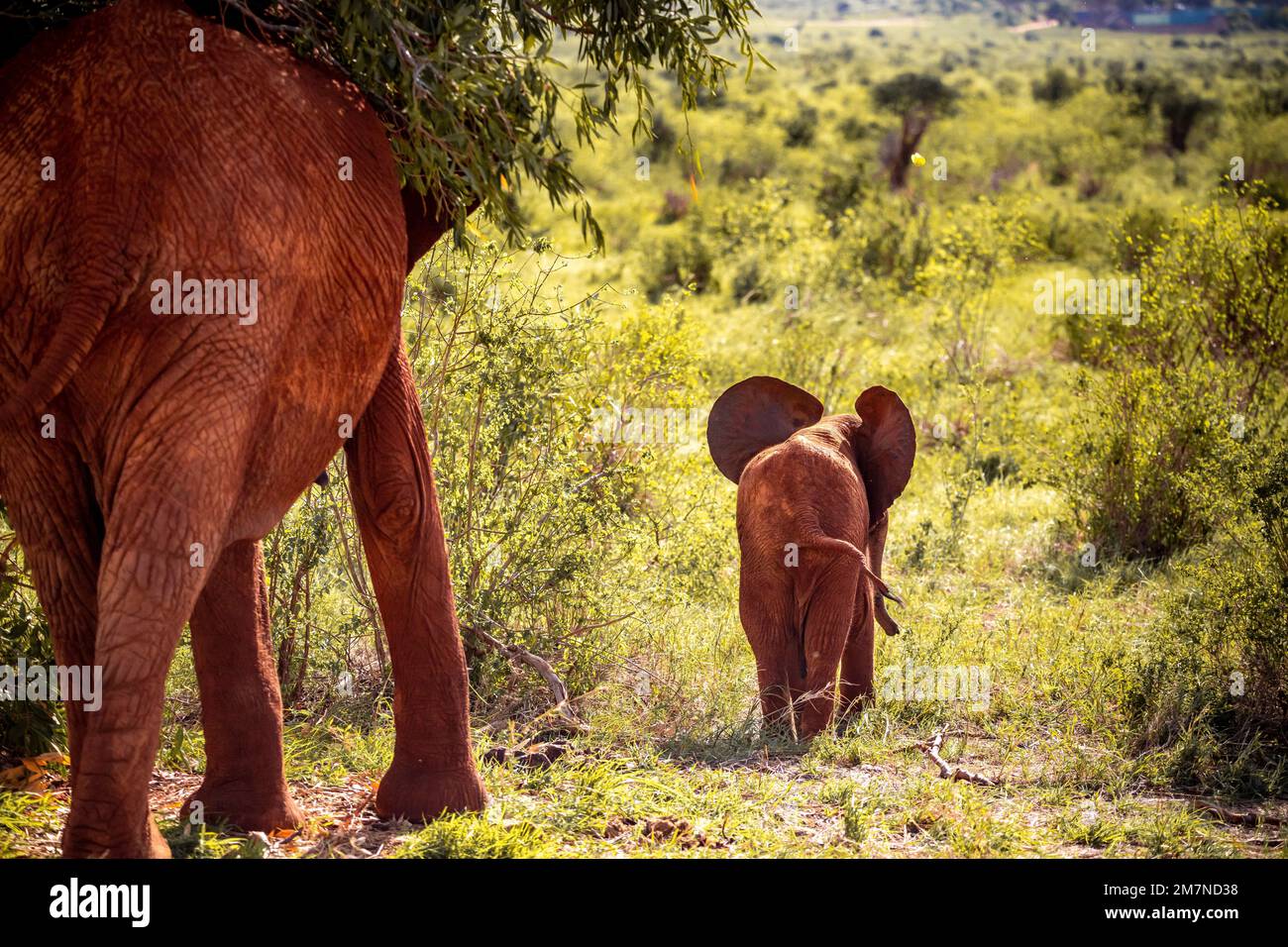 Red elephant herd, Loxodonta africana on safari in Tsavo West National ...