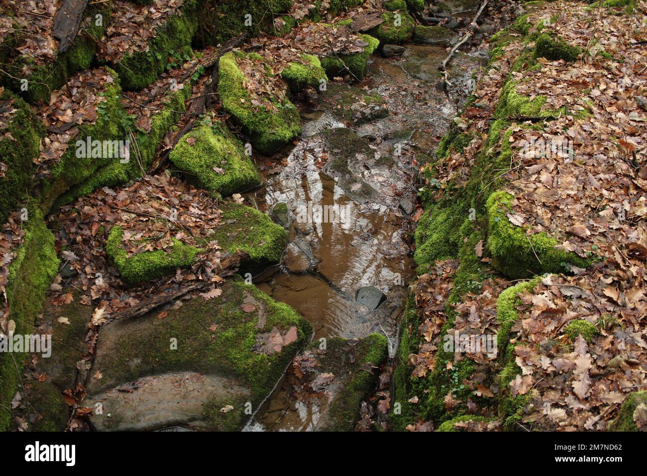 Brook forest hi-res stock photography and images - Alamy