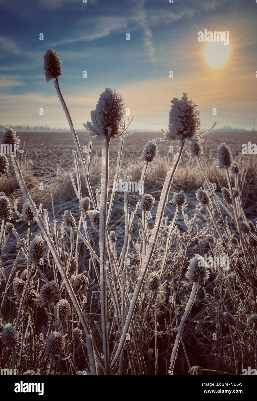 Frosty atmosphere hi-res stock photography and images - Alamy