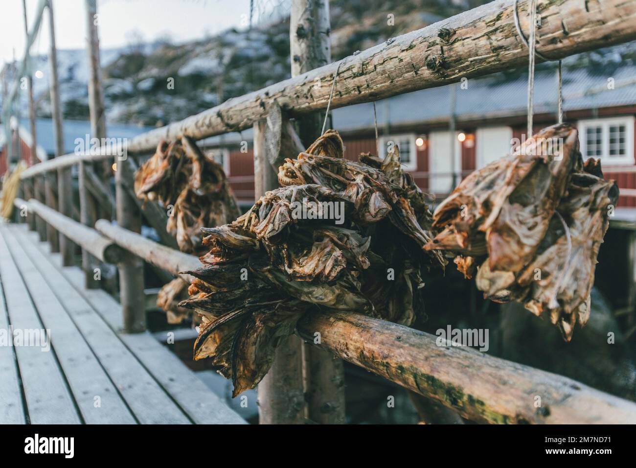 dried fish, Norway, Lofoten Stock Photo - Alamy