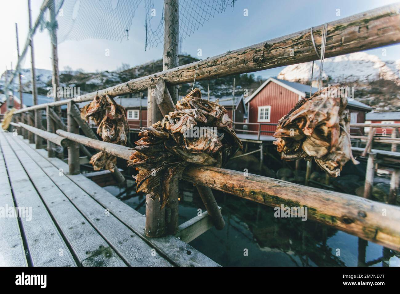 dried fish, Norway, Lofoten Stock Photo - Alamy