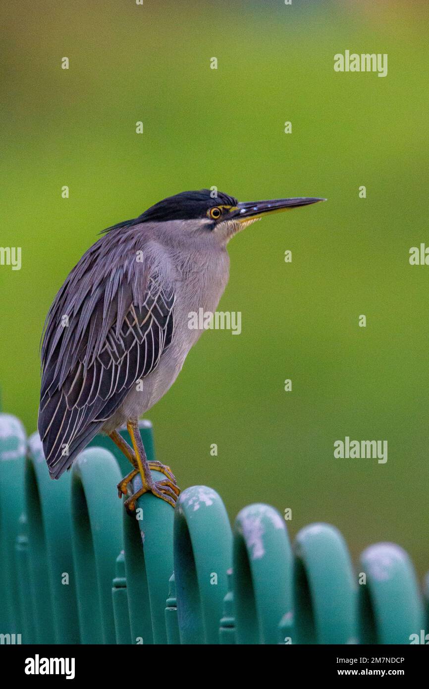 Little heron hi-res stock photography and images - Alamy