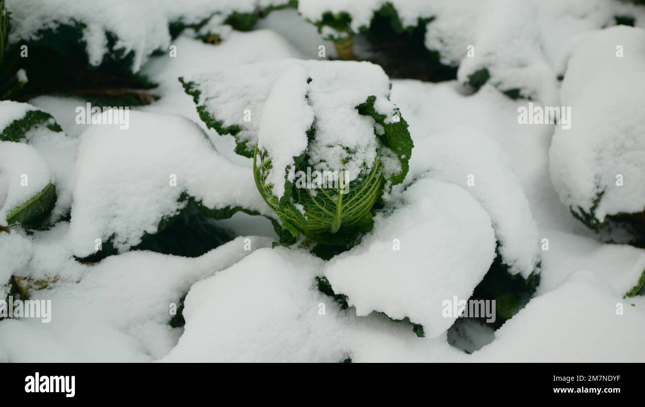 Field Savoy cabbage winter snow covered frost bio detail leaves leaf ...
