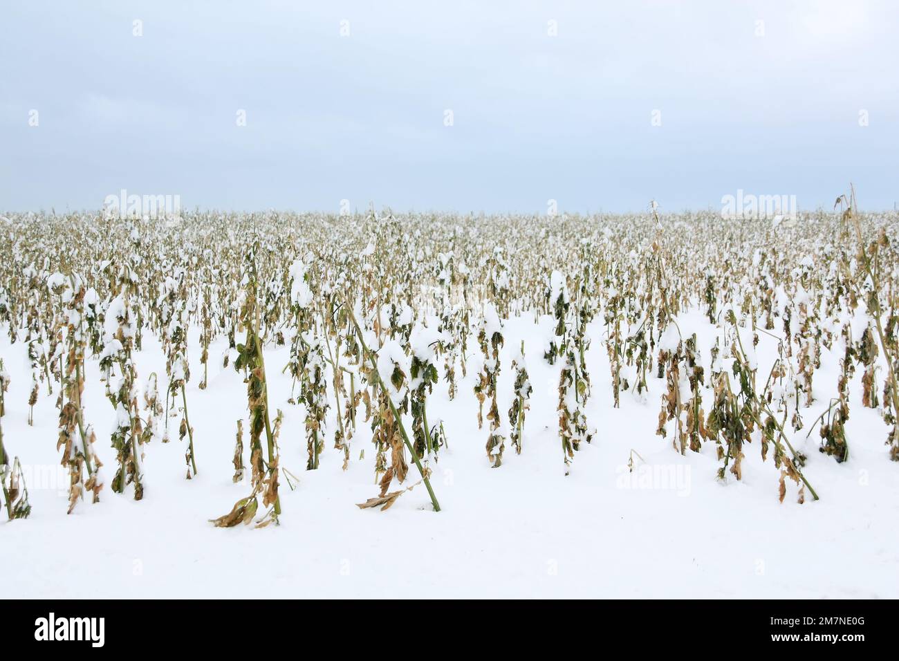 Crop in the field damaged by the sudden coming of the winter Stock ...