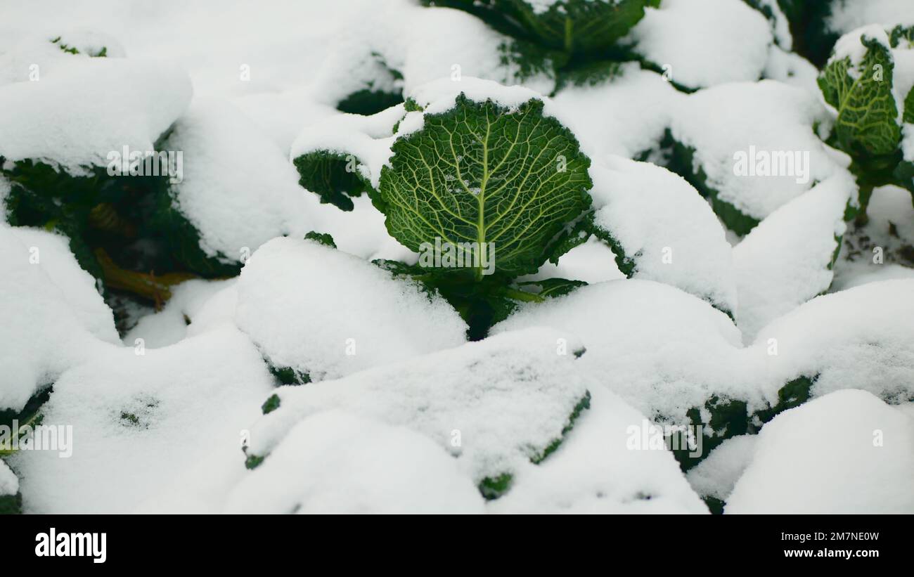 Field Savoy cabbage winter snow covered frost bio detail leaves leaf ...