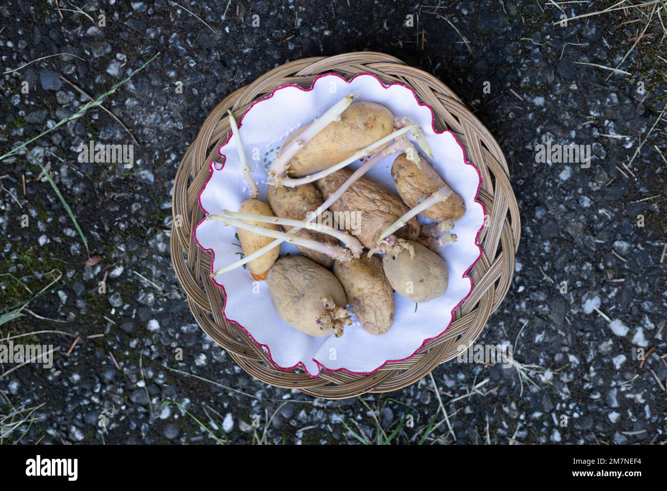 Sprouting potato tubers in a small basket Stock Photo - Alamy