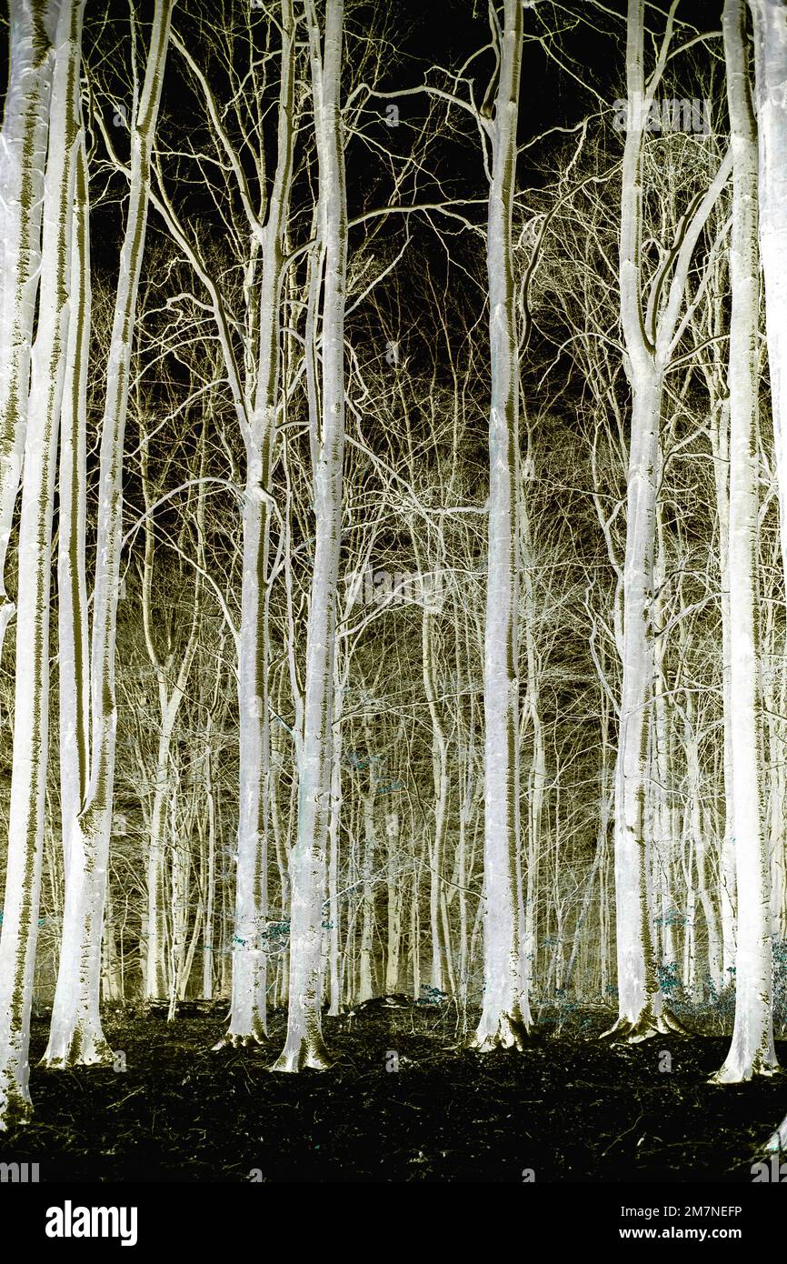 Ghostly trees without foliage with negative effect Stock Photo - Alamy