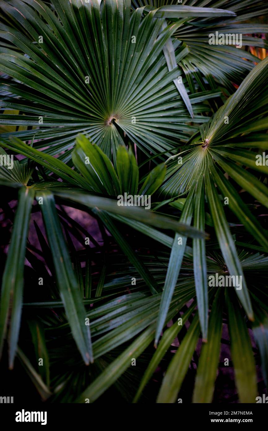 Fan shaped leaves hi-res stock photography and images - Alamy