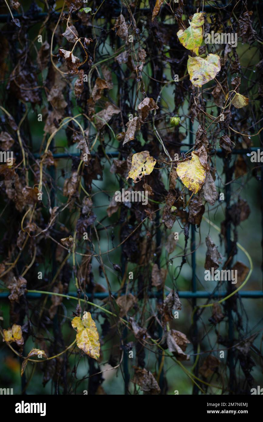 Creeper fence hi-res stock photography and images - Alamy