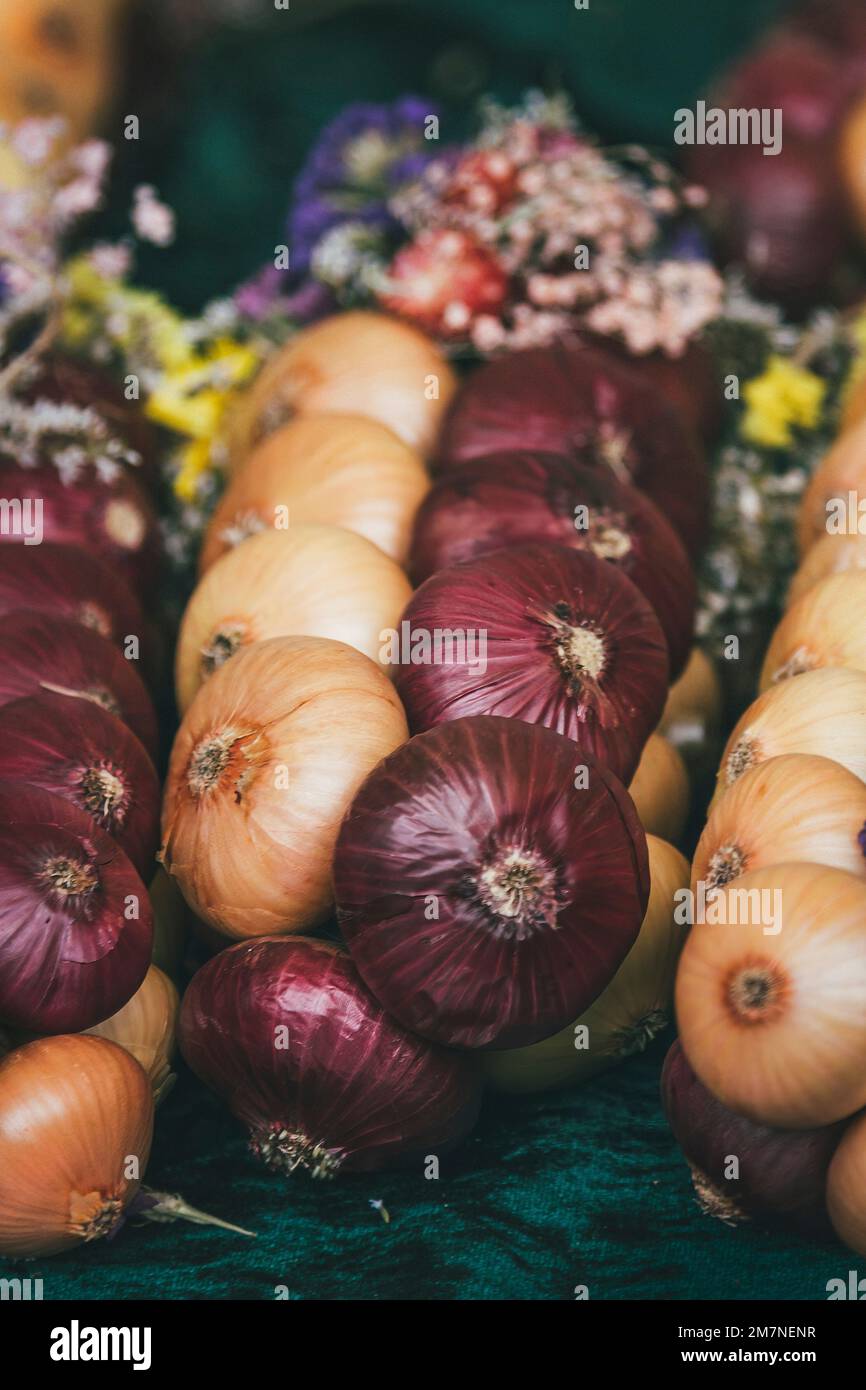 Traditional Zibelemärit, onion market in Bern, Switzerland, edible ...