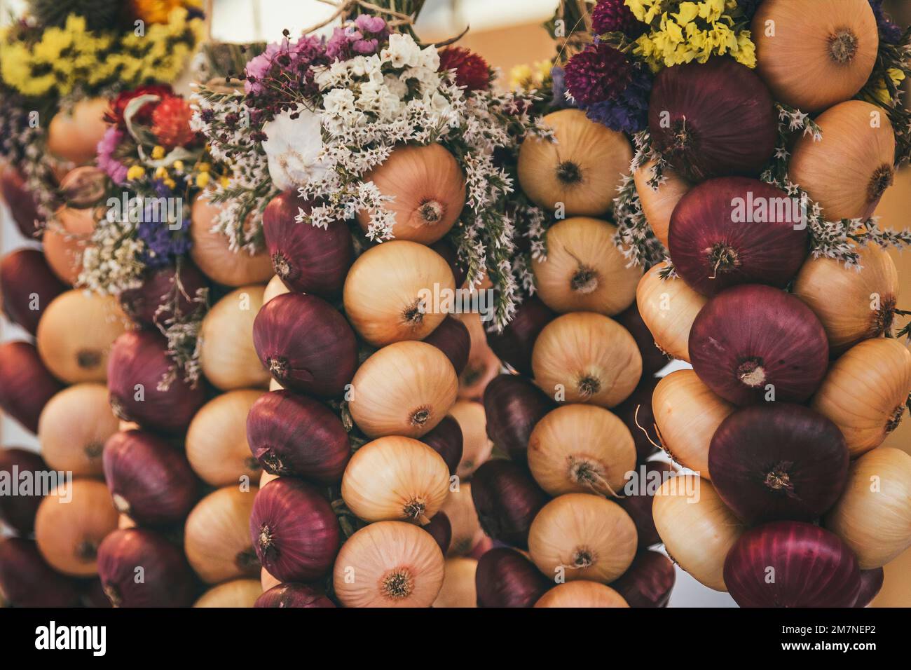 Traditional Zibelemärit, onion market in Bern, Switzerland, edible ...