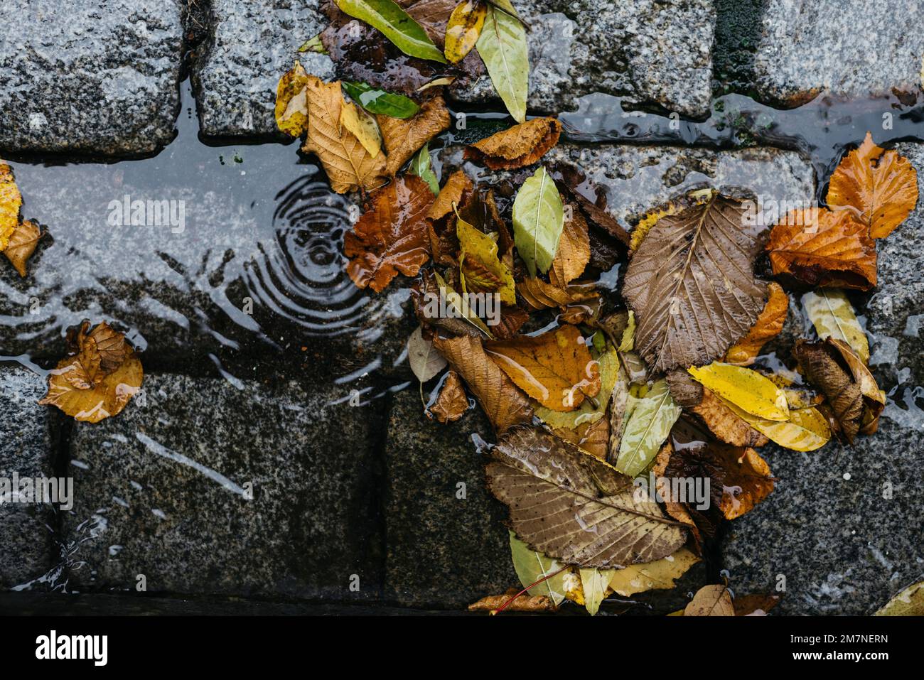Autumn leaves in a rain puddle on cobblestones in Germany Stock Photo ...