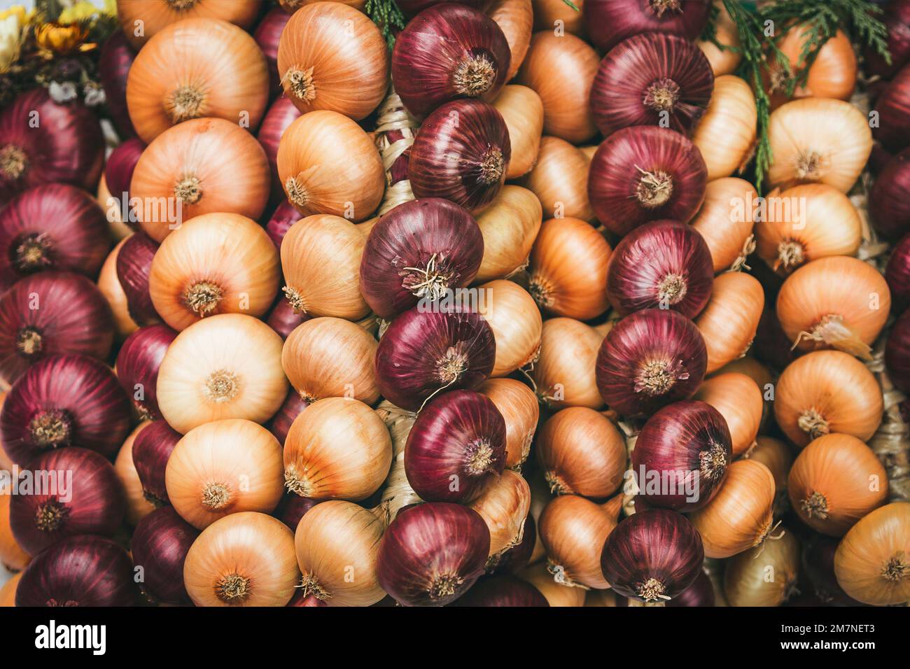 Traditional Zibelemärit, onion market in Bern, Switzerland, edible ...