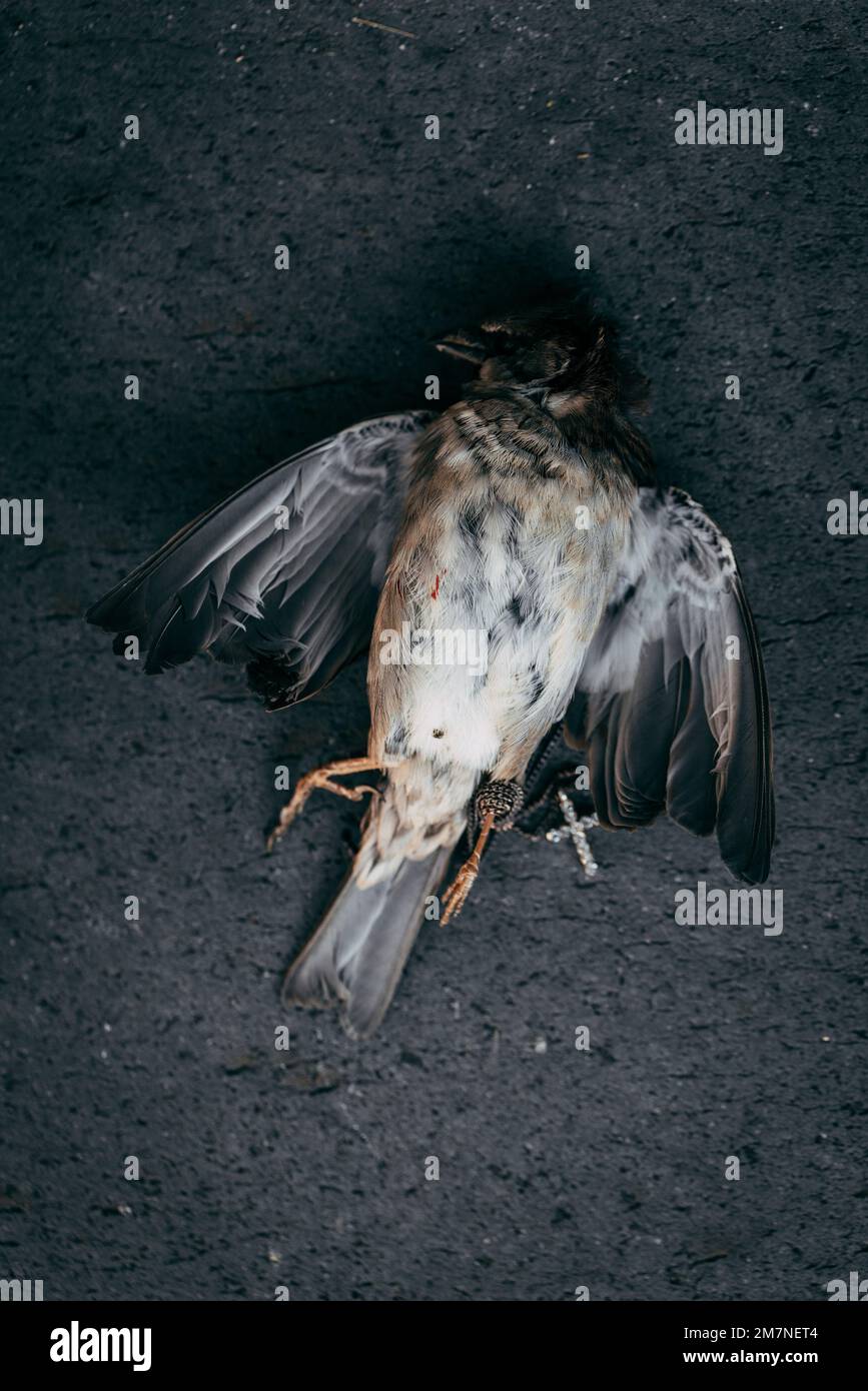 Small dead bird hi-res stock photography and images - Alamy