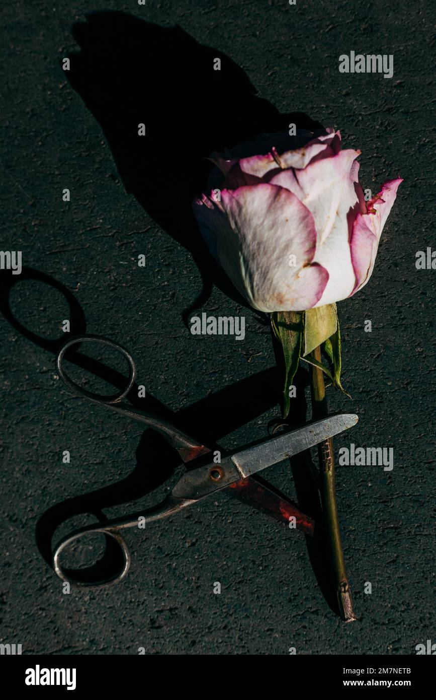 Pair of scissors hi-res stock photography and images - Alamy