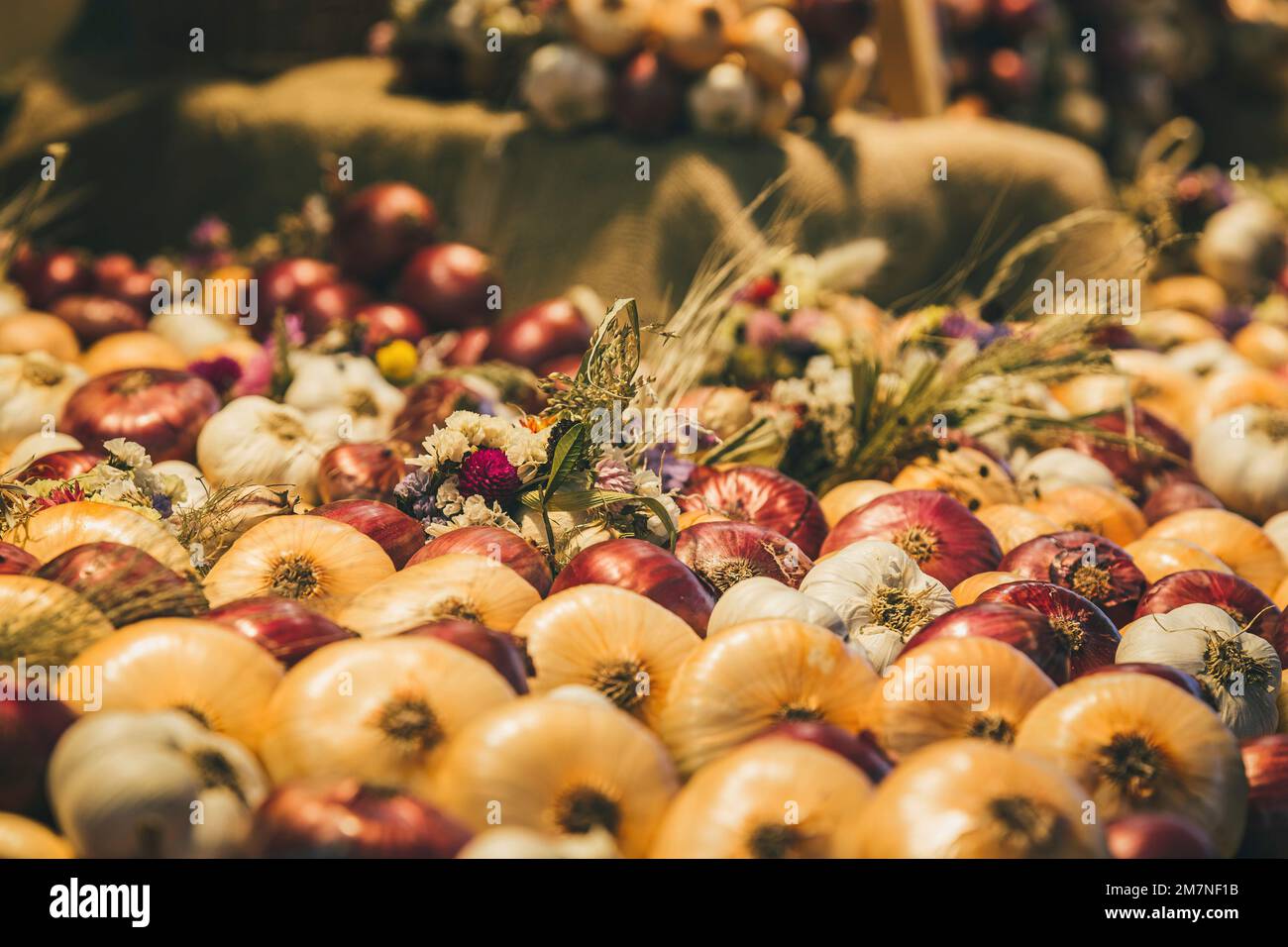 Traditional Zibelemärit, onion market in Bern, Switzerland, edible ...