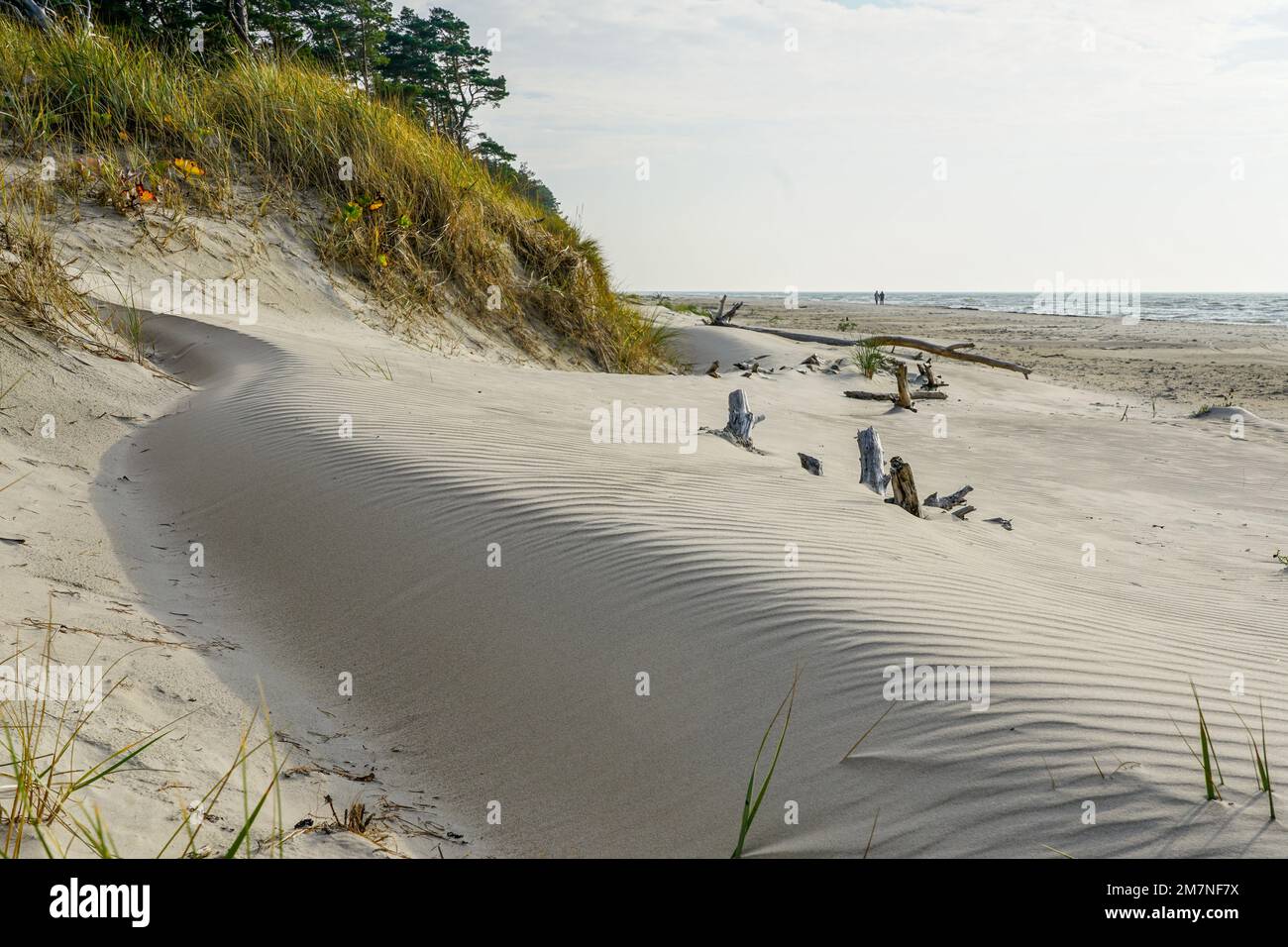 Wind-blown rippled sand texture in the sand dunes of the Baltic Sea ...