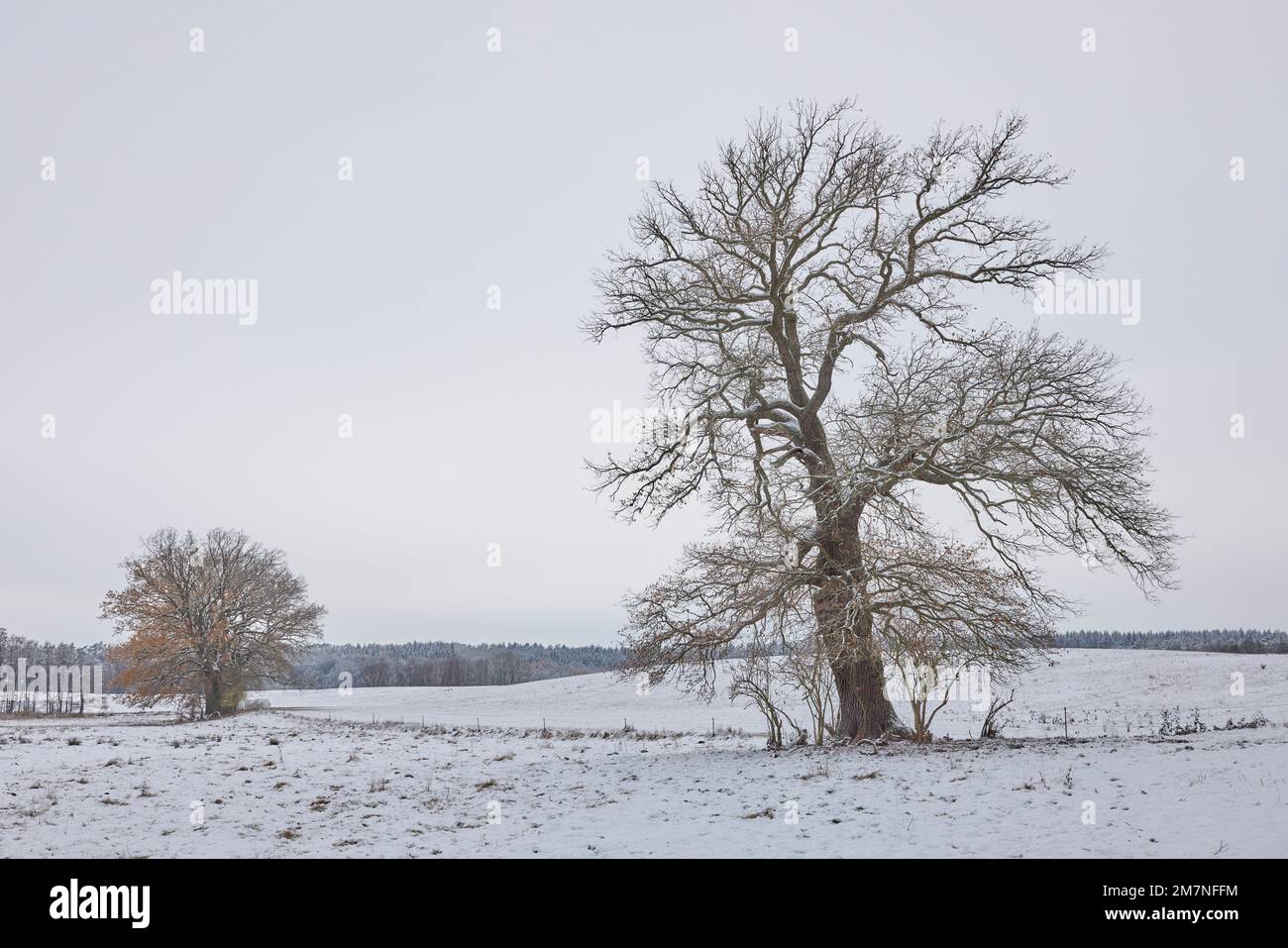 Winter oak tree hi-res stock photography and images - Alamy