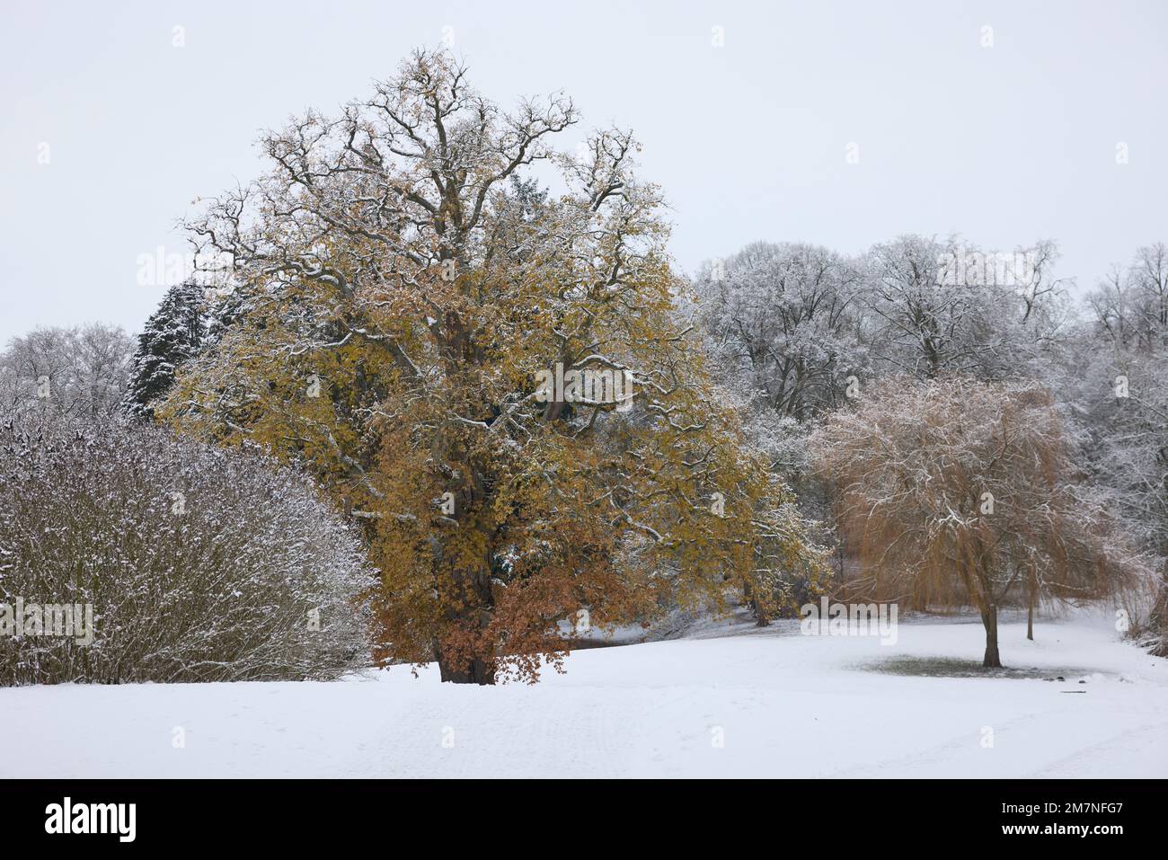 Winter oak tree hi-res stock photography and images - Alamy