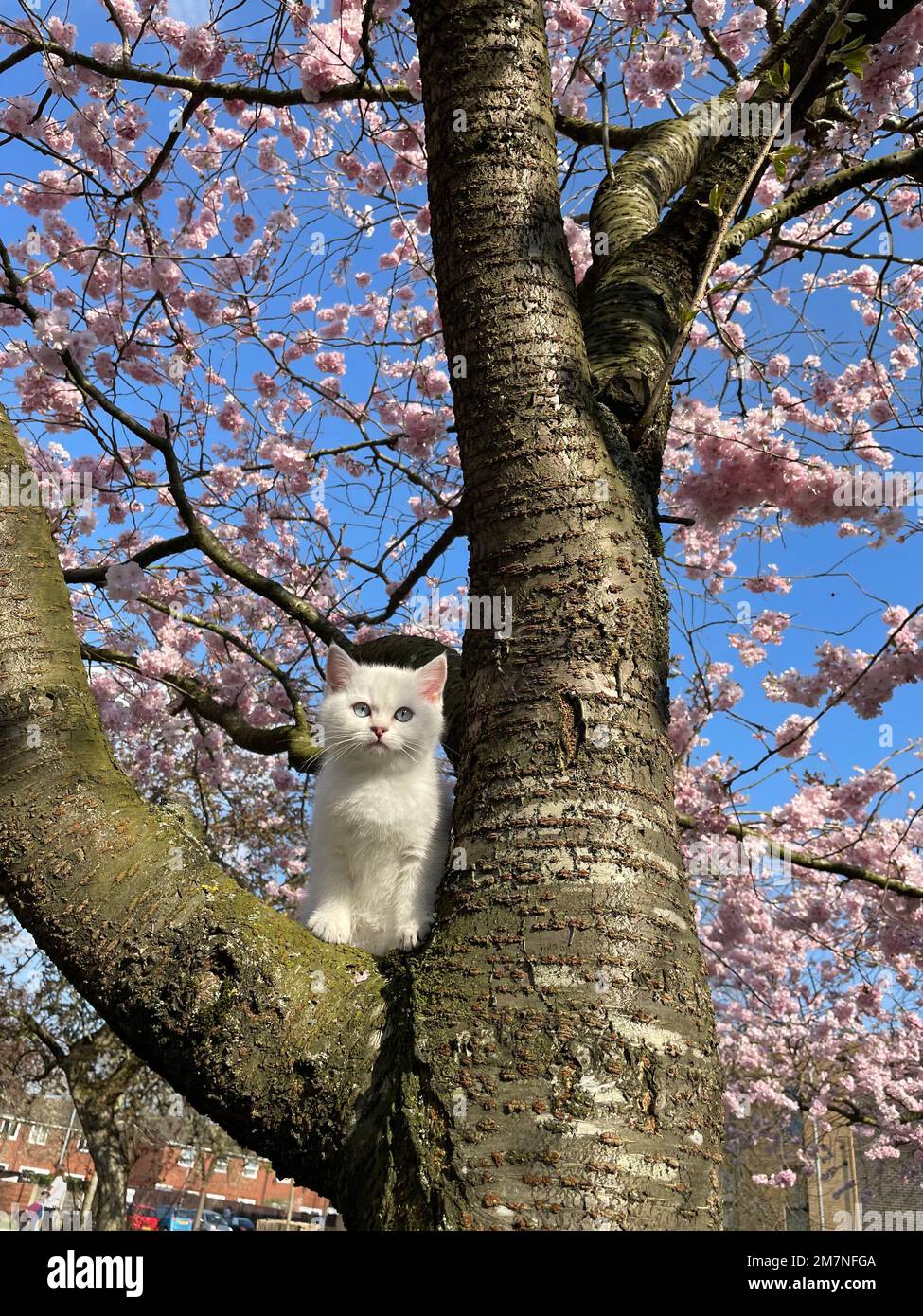 Domestic cat cherry tree hi-res stock photography and images - Alamy
