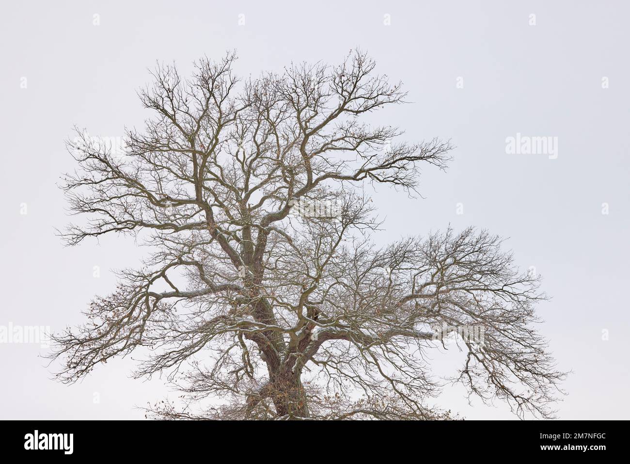 Winter oak tree hi-res stock photography and images - Alamy