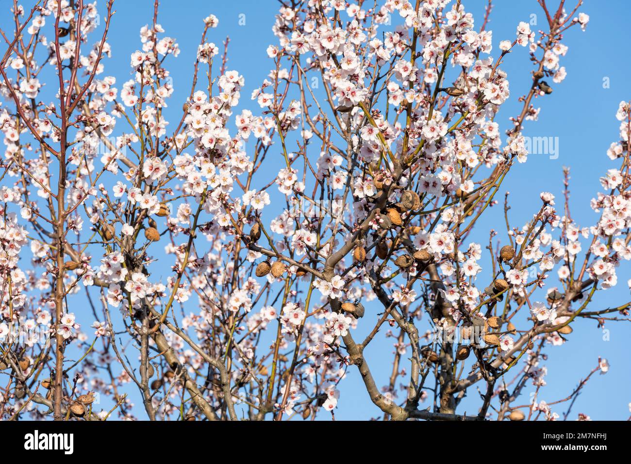 Flowering almond tree Stock Photo - Alamy
