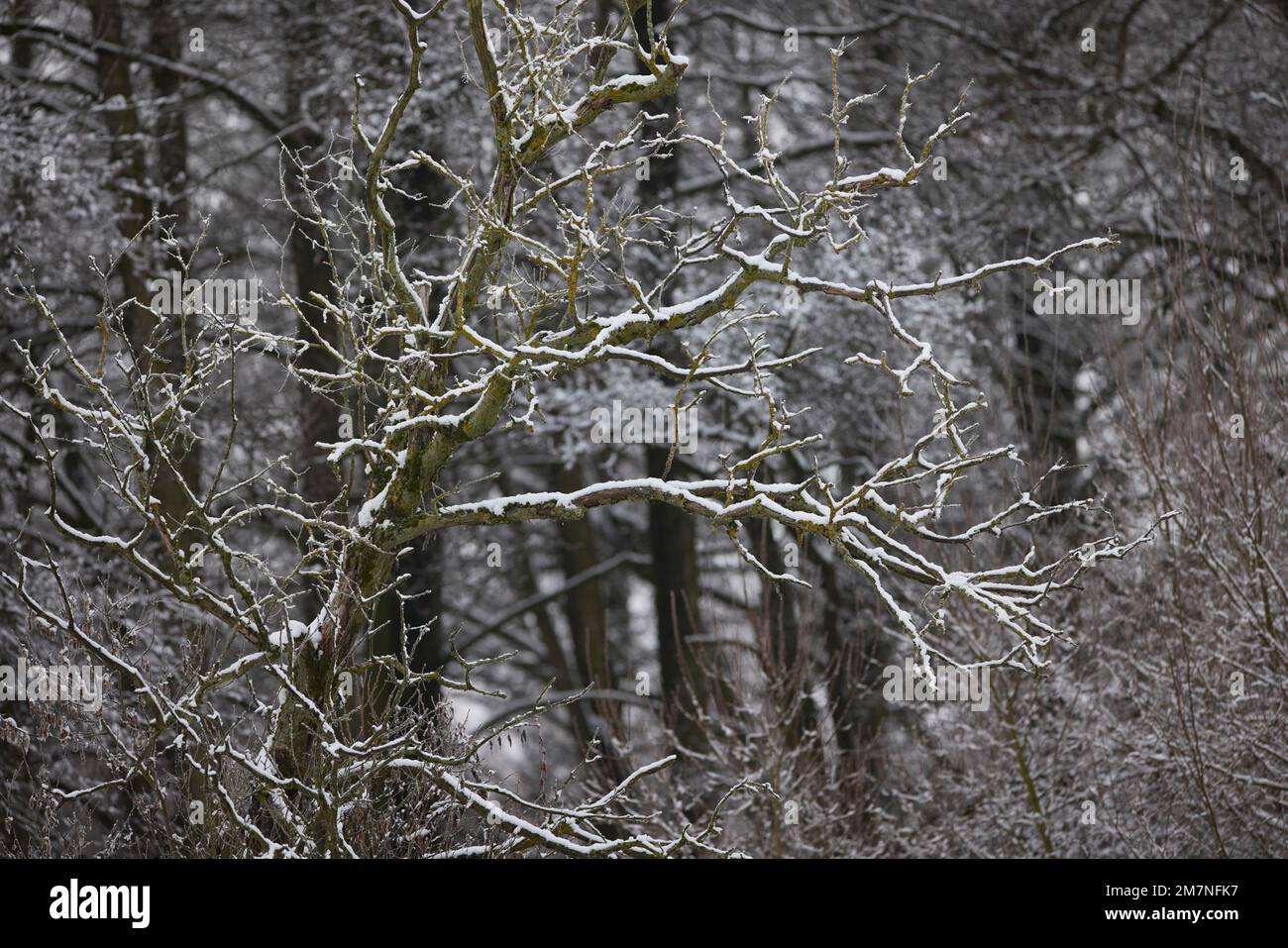 Snow old hi-res stock photography and images - Alamy