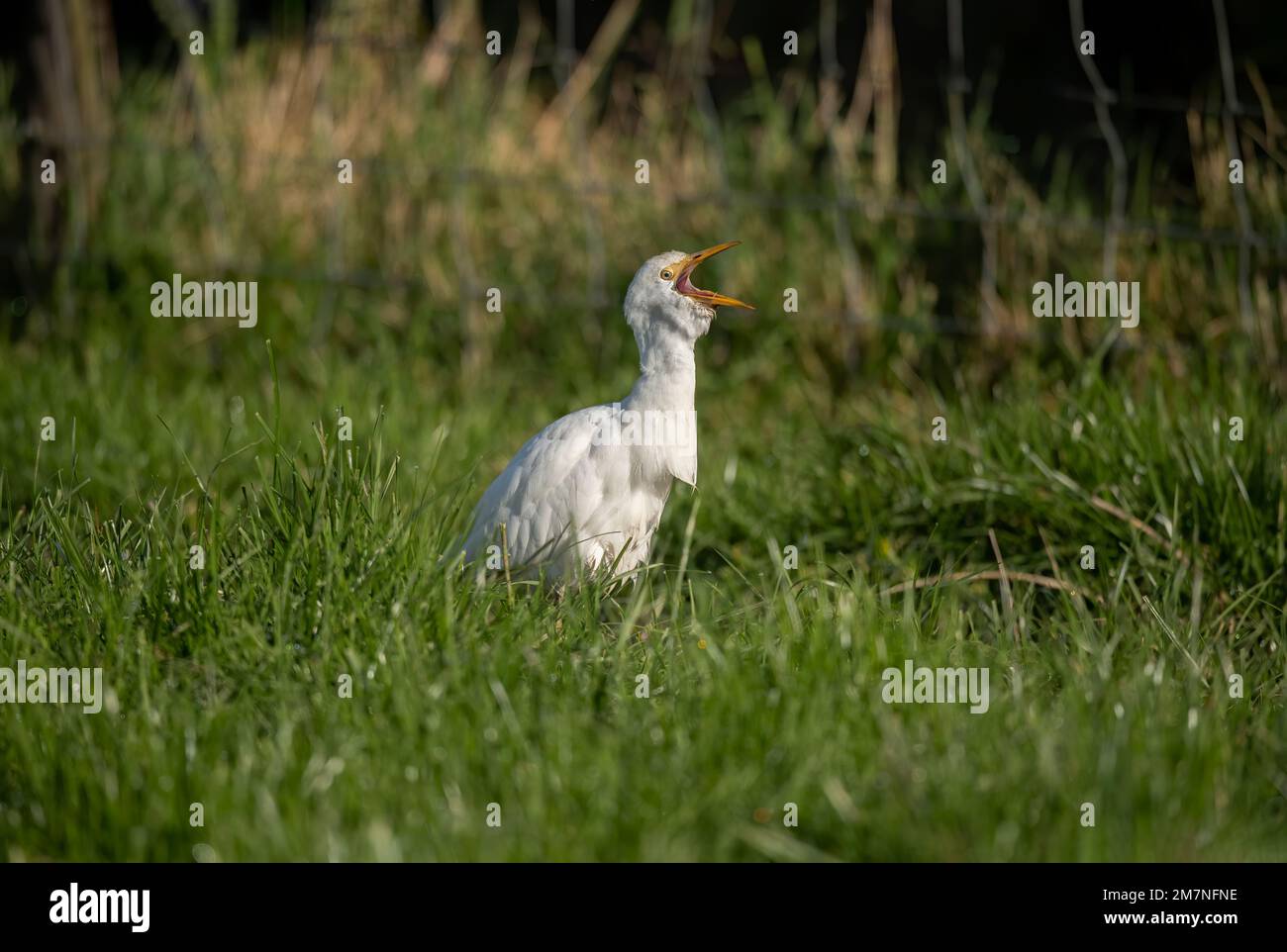 Cattle egret, (Bubulcus ibis) standing on the grass in the uk in Summer ...