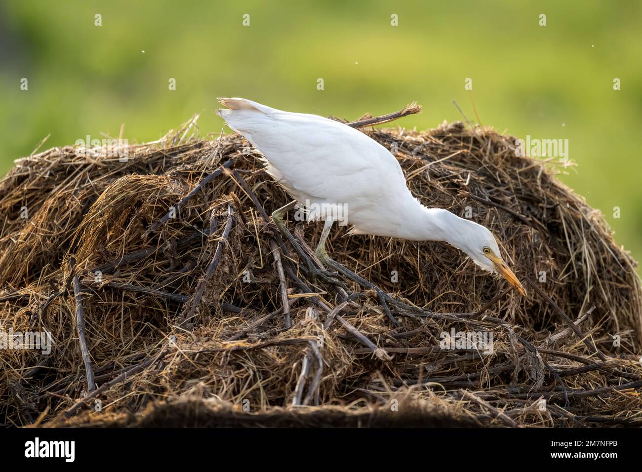 Cattle egret, (Bubulcus ibis) standing on the grass in the uk in Summer ...