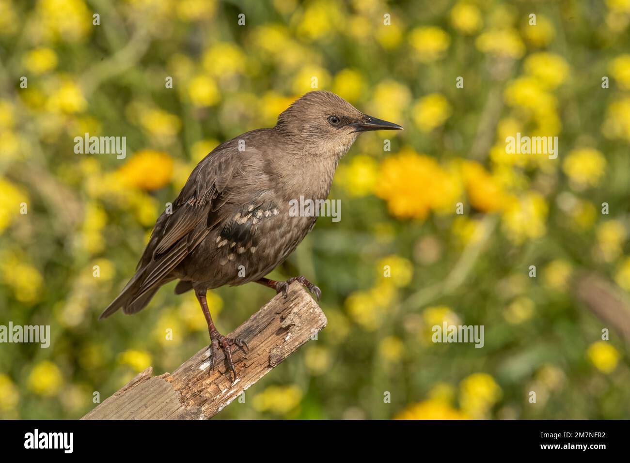Starling in tree hi-res stock photography and images - Alamy