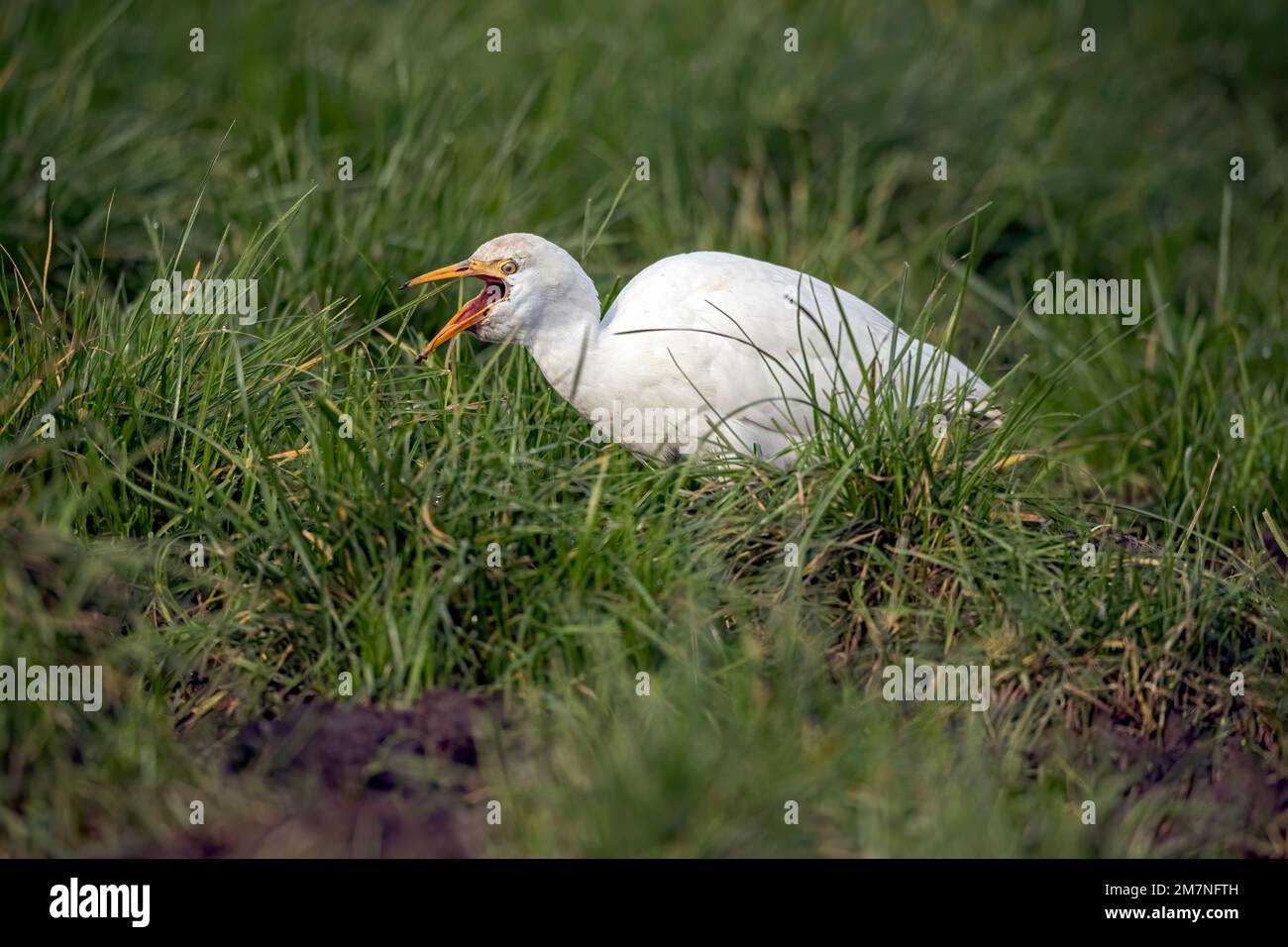 Cattle egret, (Bubulcus ibis) standing on the grass in the uk in Summer ...