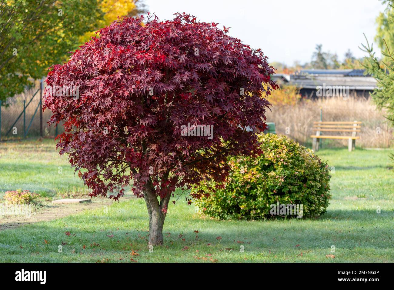 Japanese maple, garden, castle near Magdeburg, Saxony-Anhalt, Germany ...