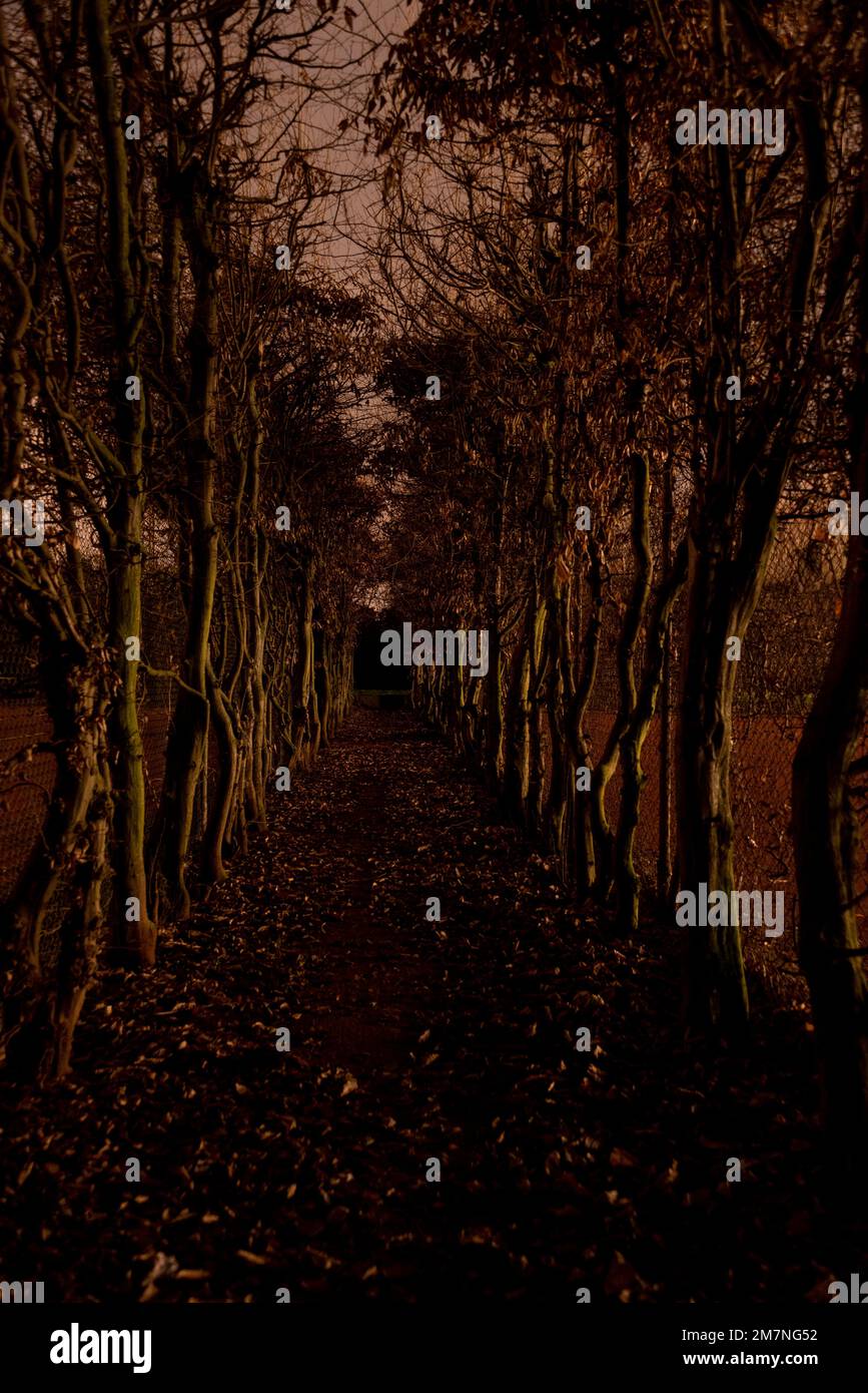 Twisted trees, gloomy walk, Germany Stock Photo - Alamy