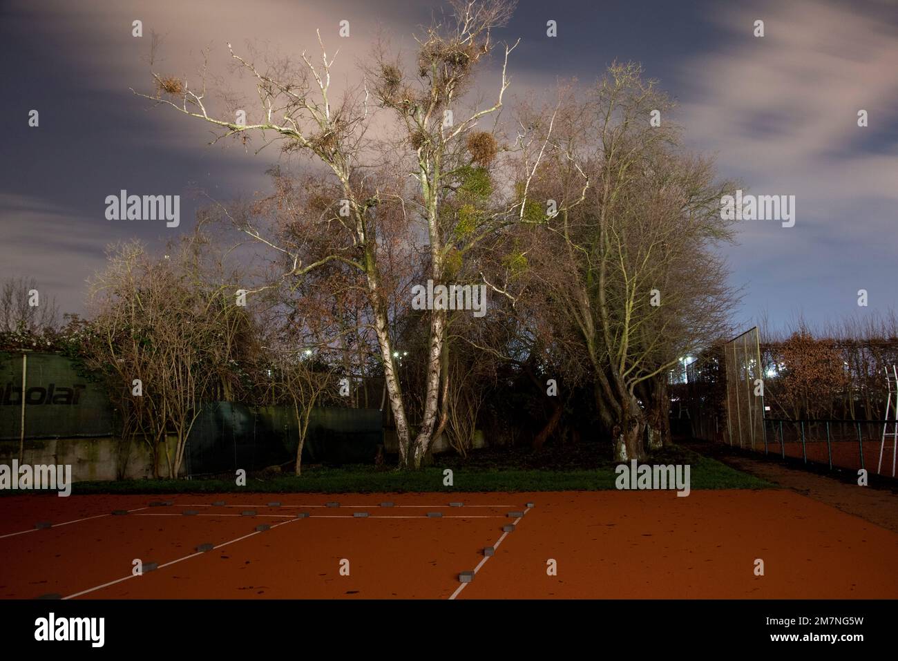 Birch trees at a tennis court, at night, Magdeburg, Saxony-Anhalt ...