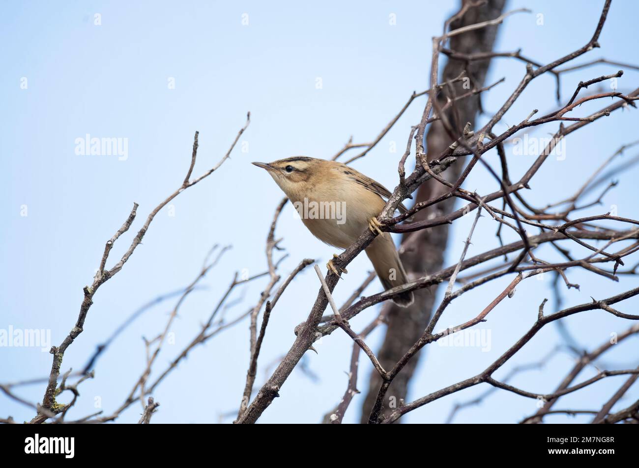 sedge warbler, acrocephalus schoenobaenus, perched on a branch in the ...