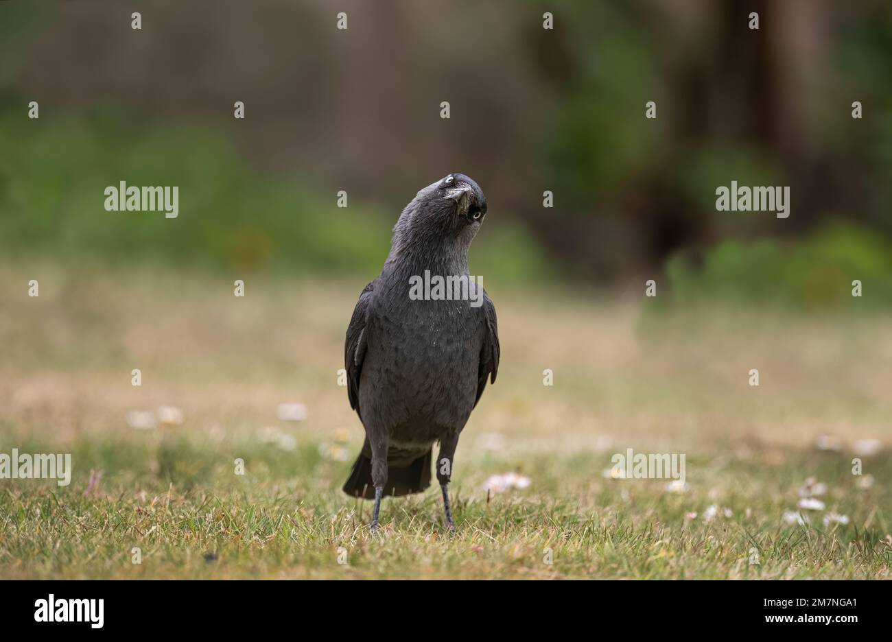 Jackdaw on the grass in the garden close up in the uk in the summer ...
