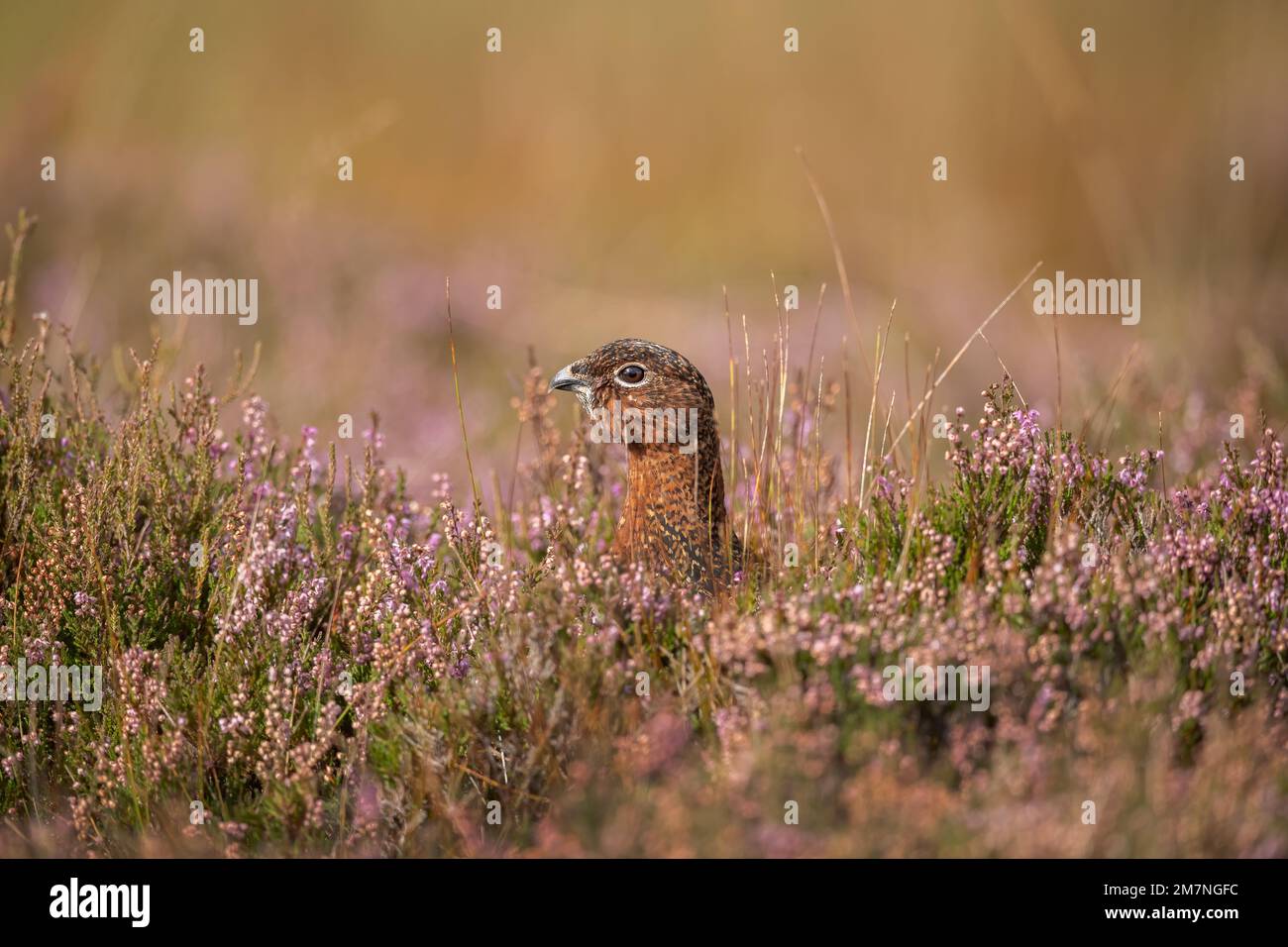 Red grouse, lagopus lagopus, on the heather covered grass in the uk in ...