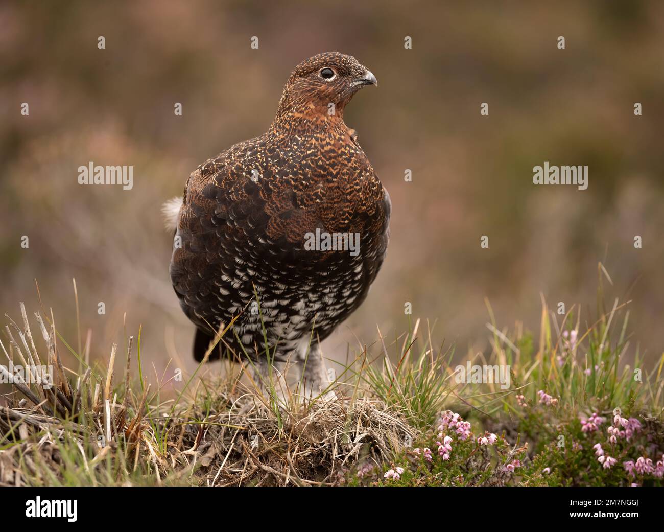 Red grouse, lagopus lagopus, on the heather covered grass in the uk in ...