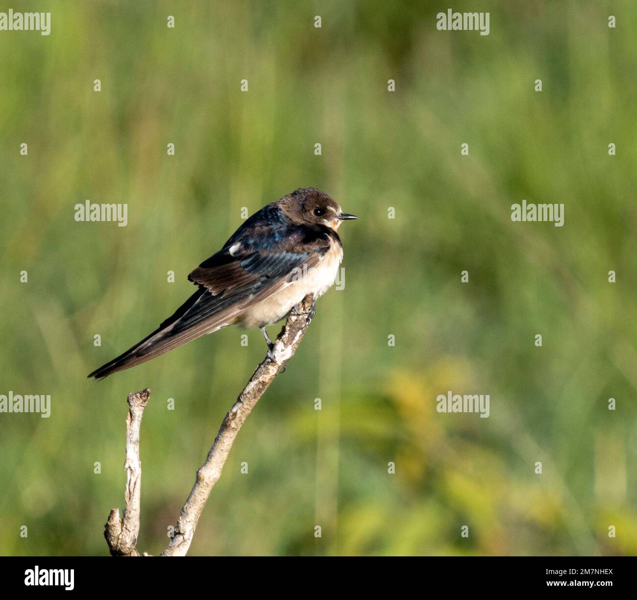 grey-rumped swallow (Pseudhirundo griseopyga), Masai Mara National Park ...